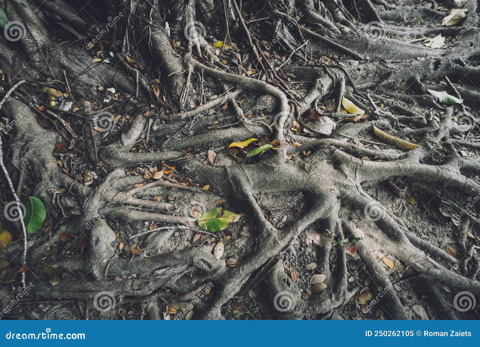 Roots of Banyan Tree in Thailand S Forests Stock Image - Image of ...