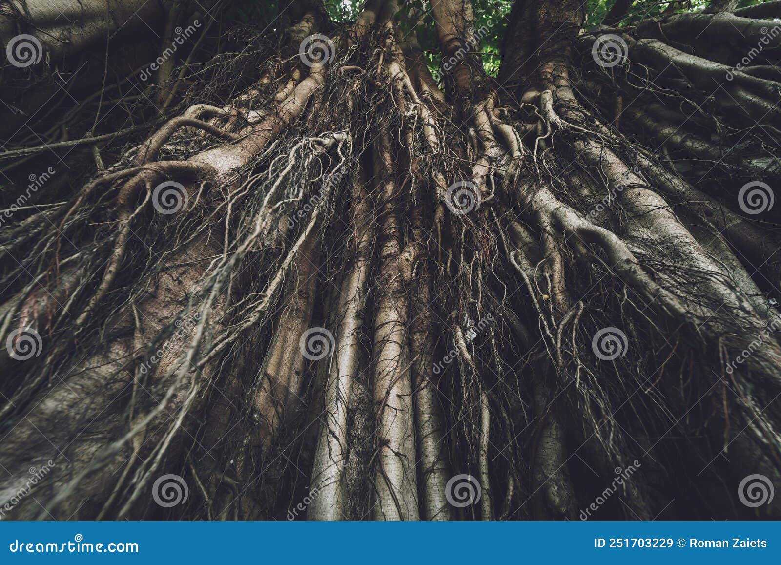 Roots of Banyan Tree in Thailand S Forests Stock Image - Image of ...