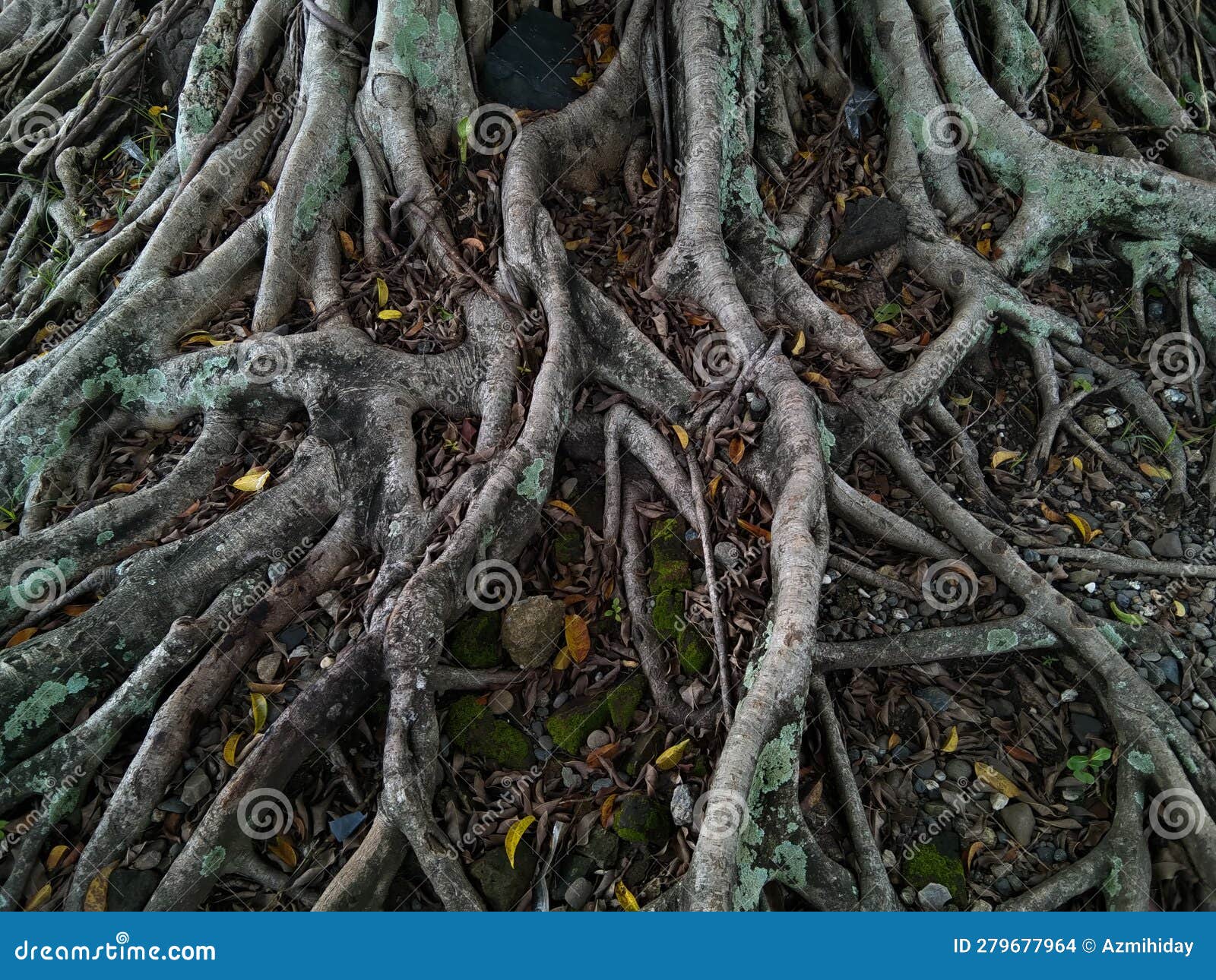 Rooted Roots Stock Photo | CartoonDealer.com #148564818