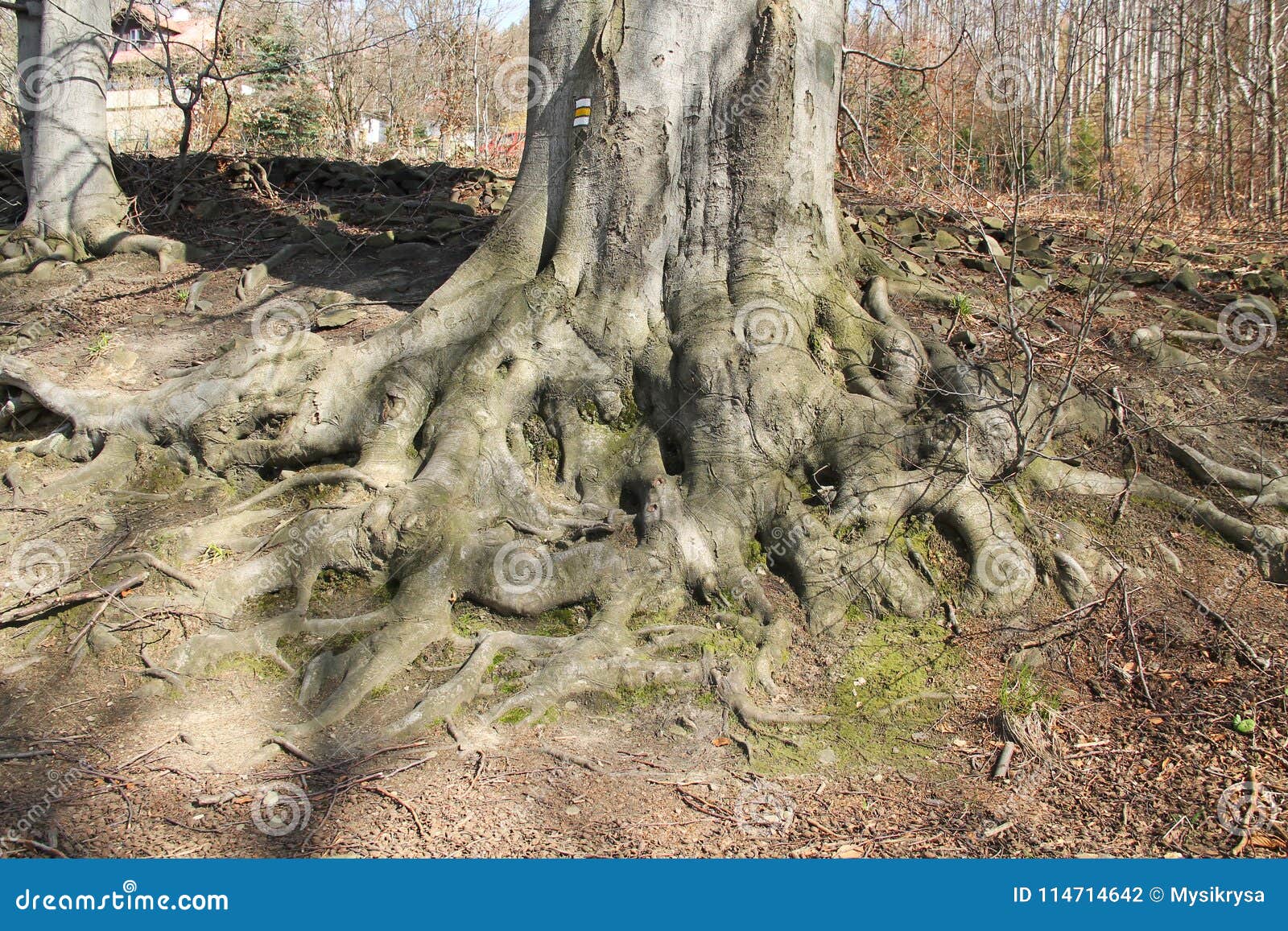 Roots of a beech stock photo. Image of environment, tree - 114714642