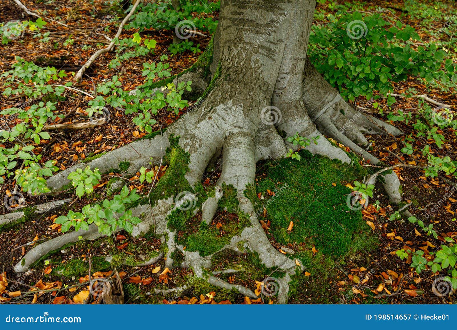 Roots of a Beech Tree in the Forest Stock Image - Image of spring ...