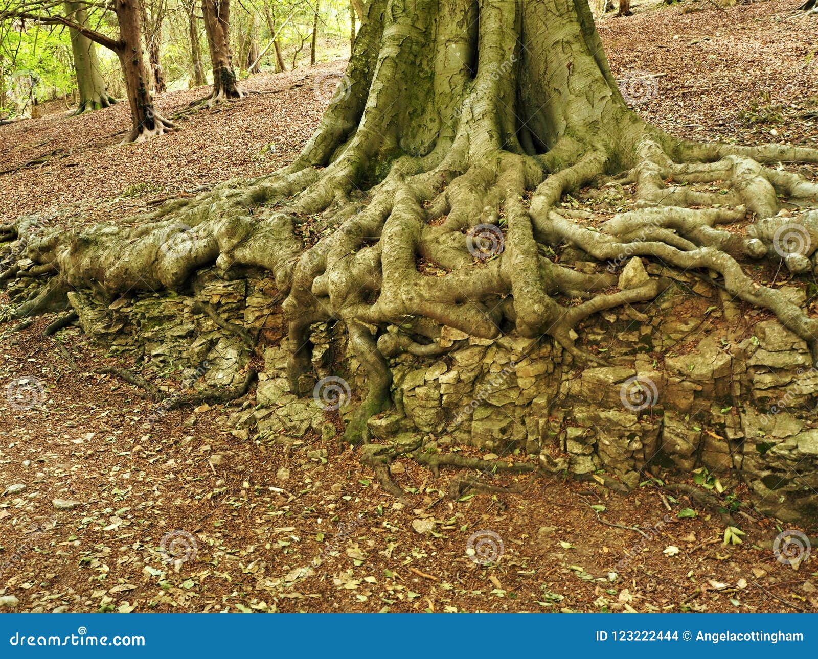 Roots of a Beech Tree Growing Over a Limestone Outcrop Stock Photo ...