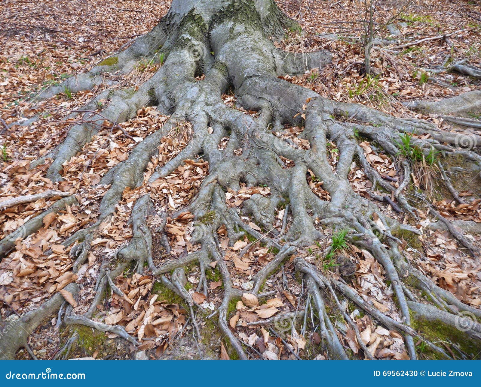Roots of a Beech Tree in the Wood Stock Photo - Image of environment ...