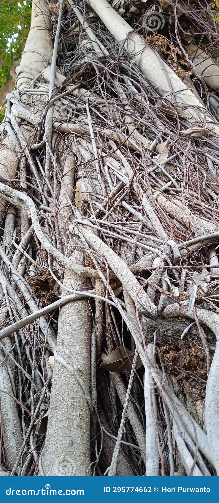 Roots of Beringin tree stock photo. Image of woods, forest - 295774662