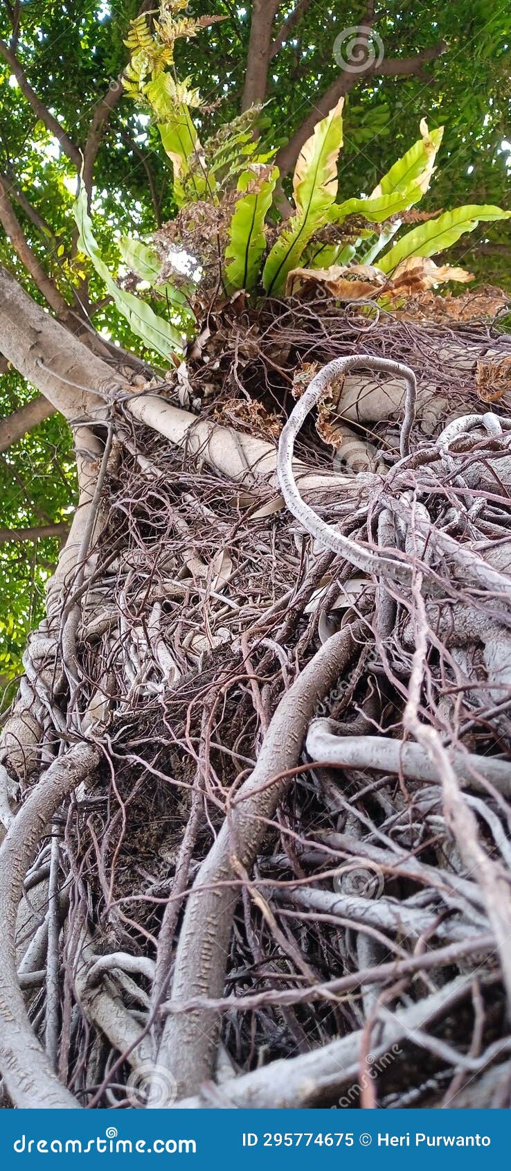 The Roots of Beringin Tree 3 Stock Image - Image of roots, tree: 295774675