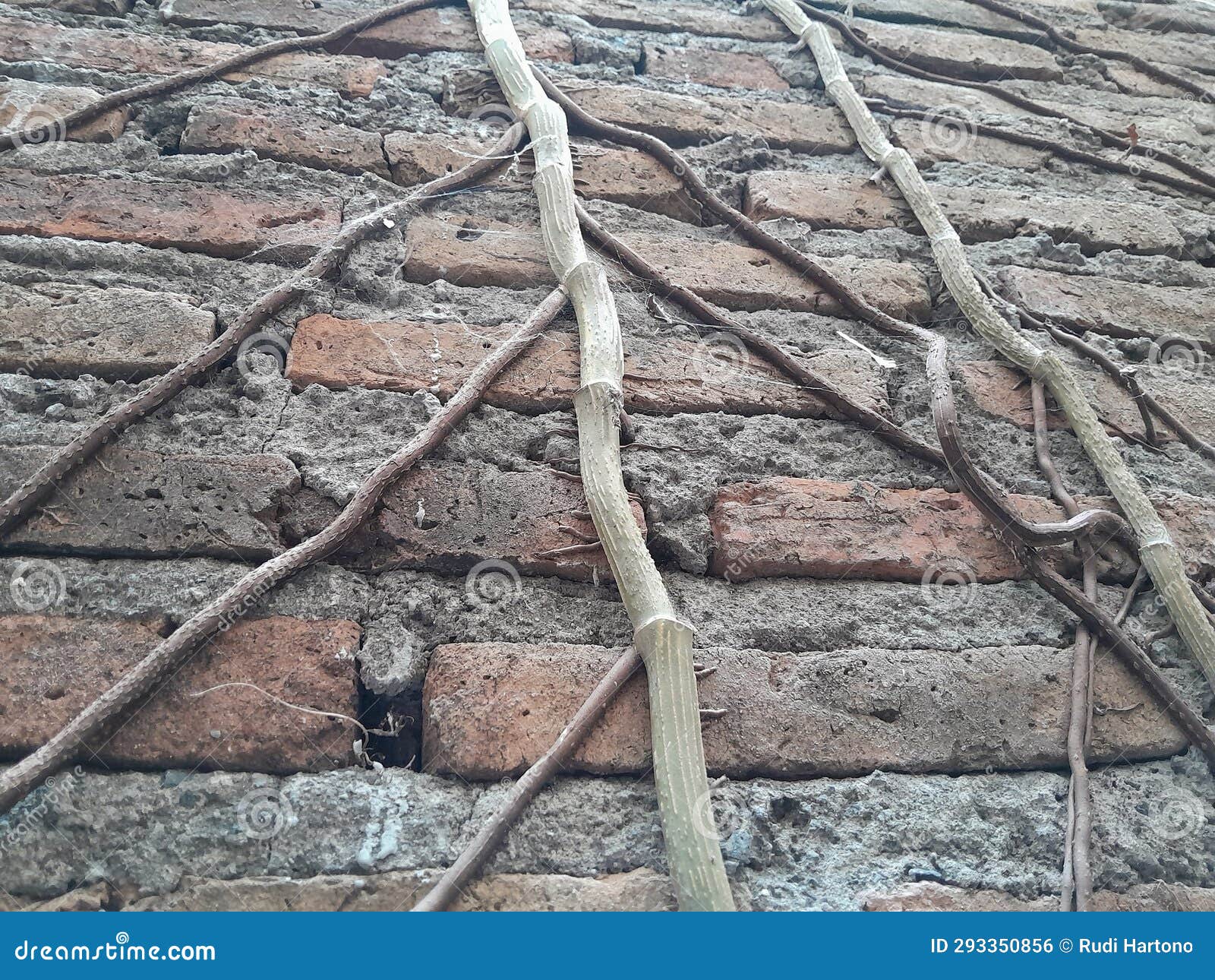 The Roots of the Betel Plant Spread Along the Wall Stock Photo - Image ...