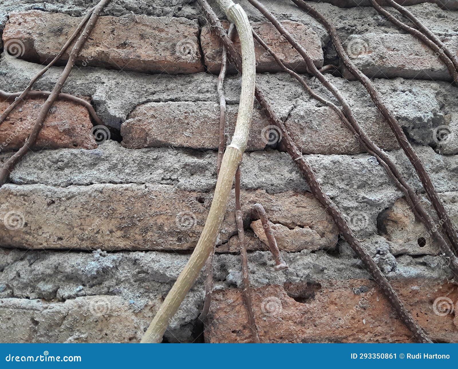 The Roots of the Betel Plant Spread Along the Wall Stock Image - Image ...