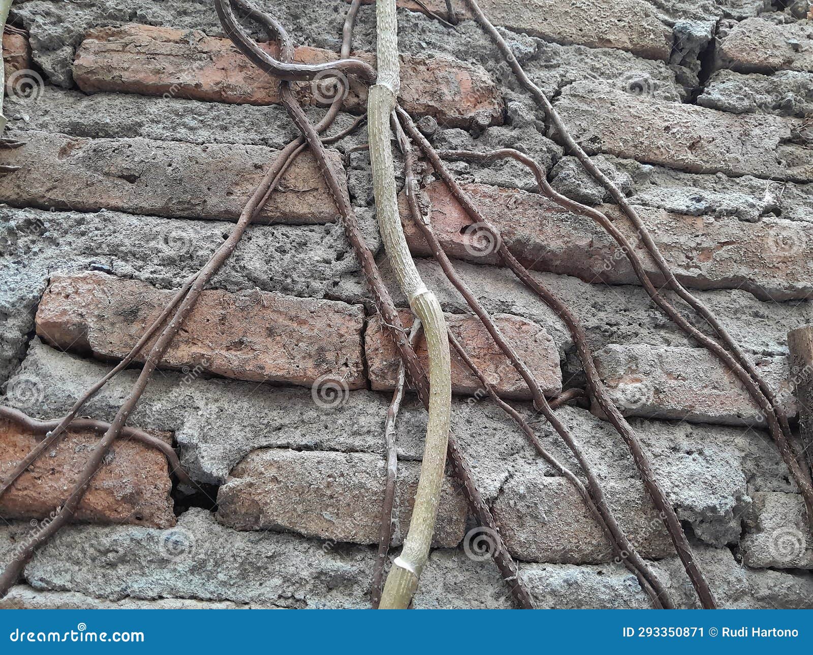The Roots of the Betel Plant Spread Along the Wall Stock Image - Image ...