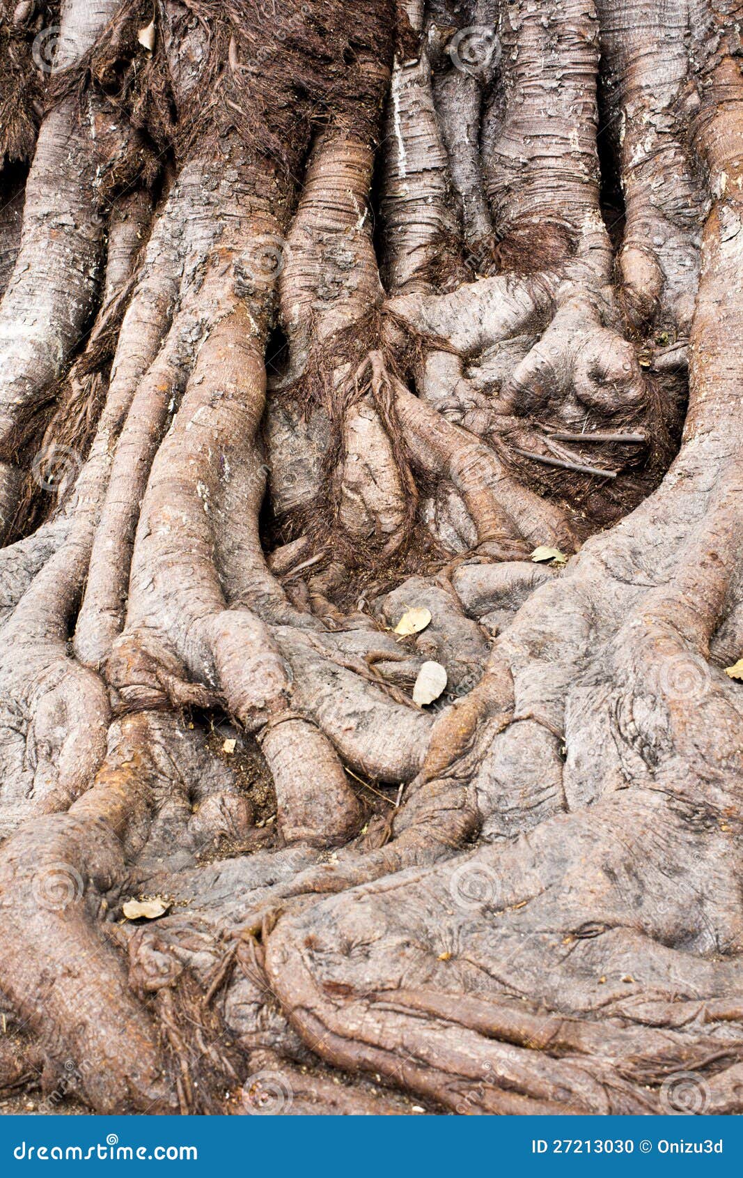 Roots of big tree stock photo. Image of roots, leaf, wood - 27213030