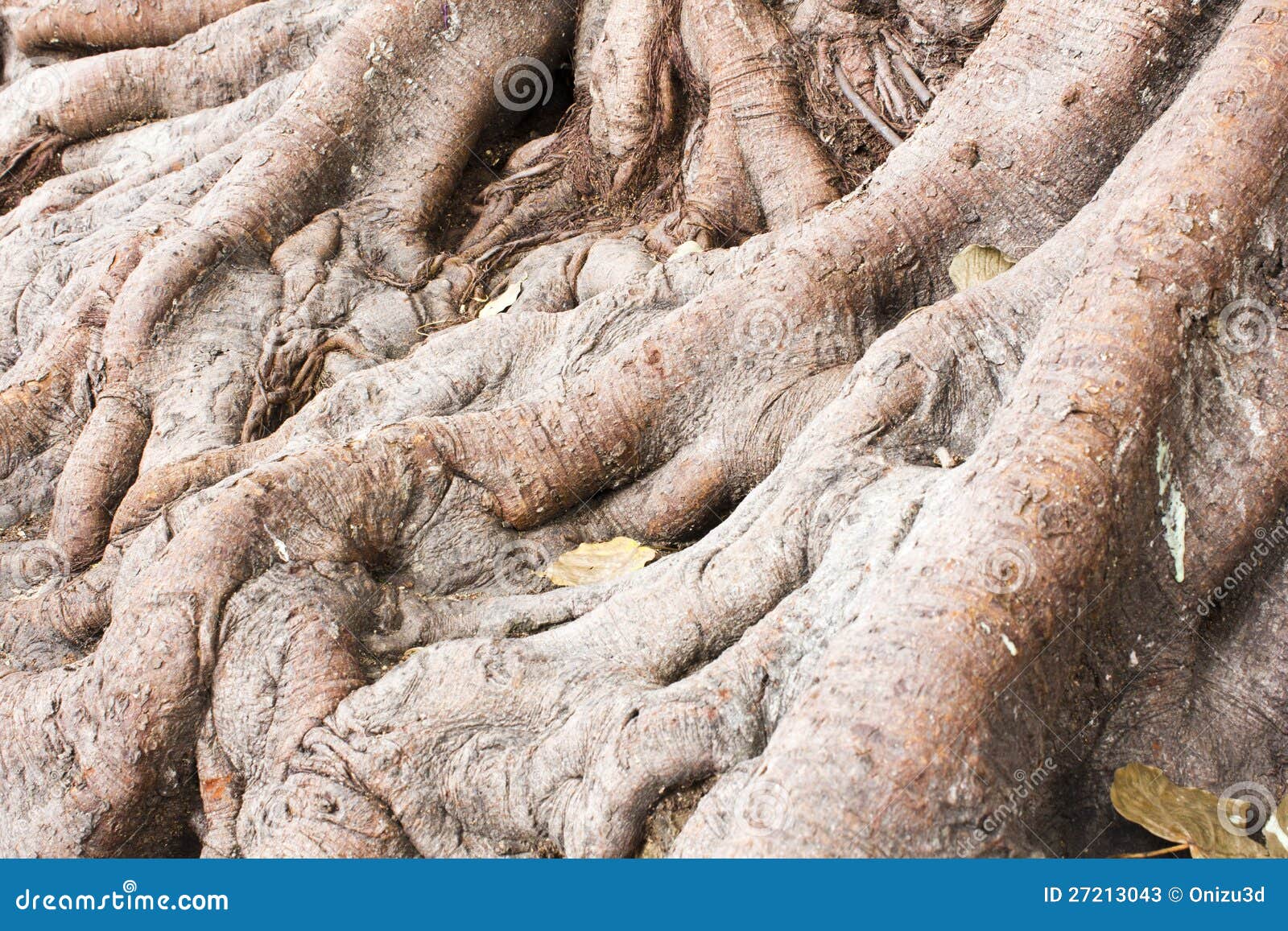 Roots of big tree stock image. Image of forest, grow - 27213043