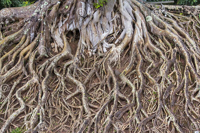 Roots of big tree stock image. Image of roots, tree, park - 33036569