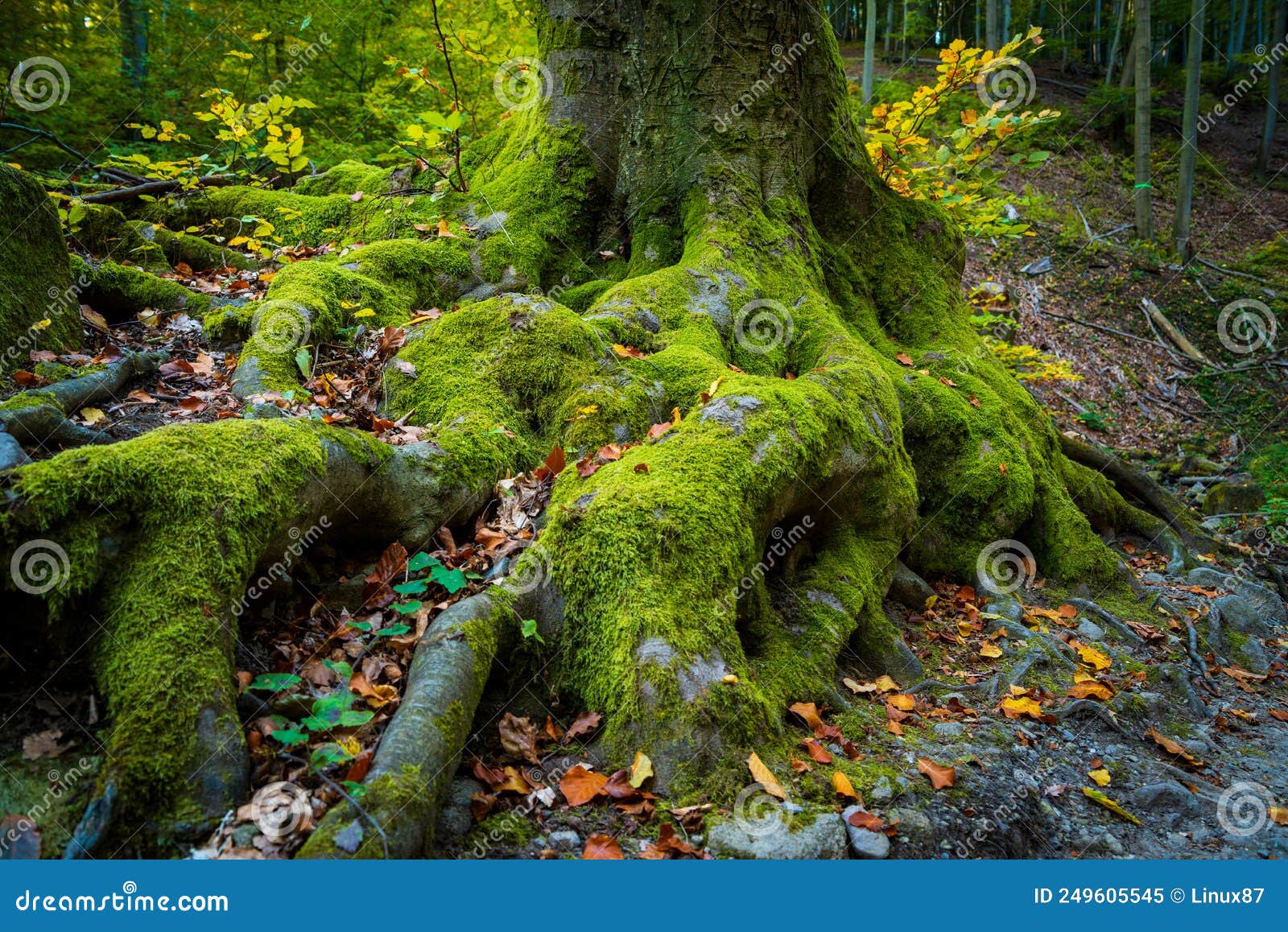 Roots of Big Tree on a Forest Stock Image - Image of natural, landscape ...