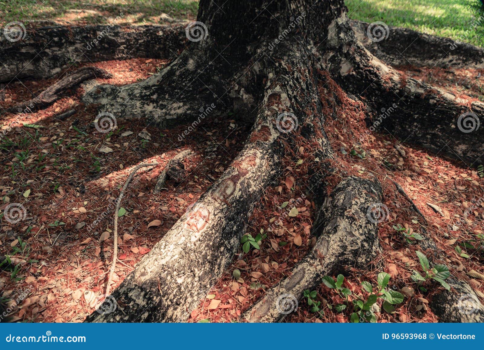 Roots of Big Tree in the Garden Surrounded with Dry Leaves. Stock Photo ...