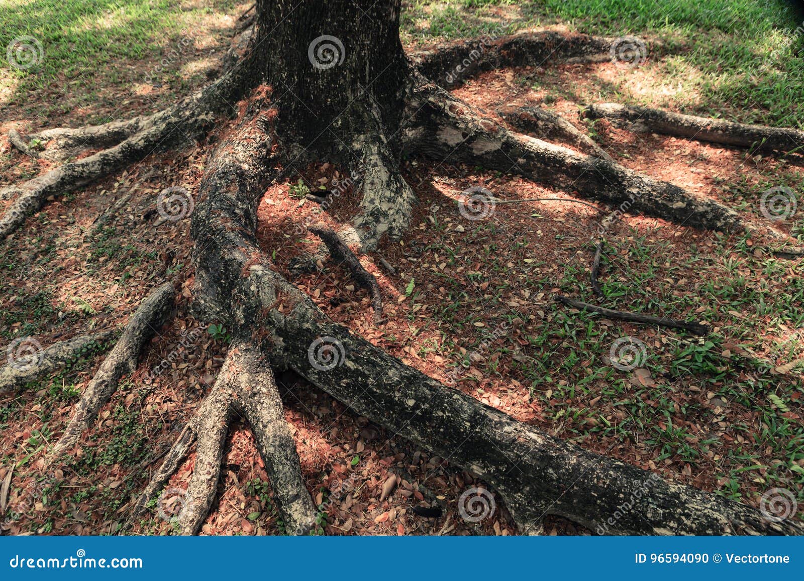 Roots of Big Tree in the Garden Surrounded with Dry Leaves. Stock Photo ...
