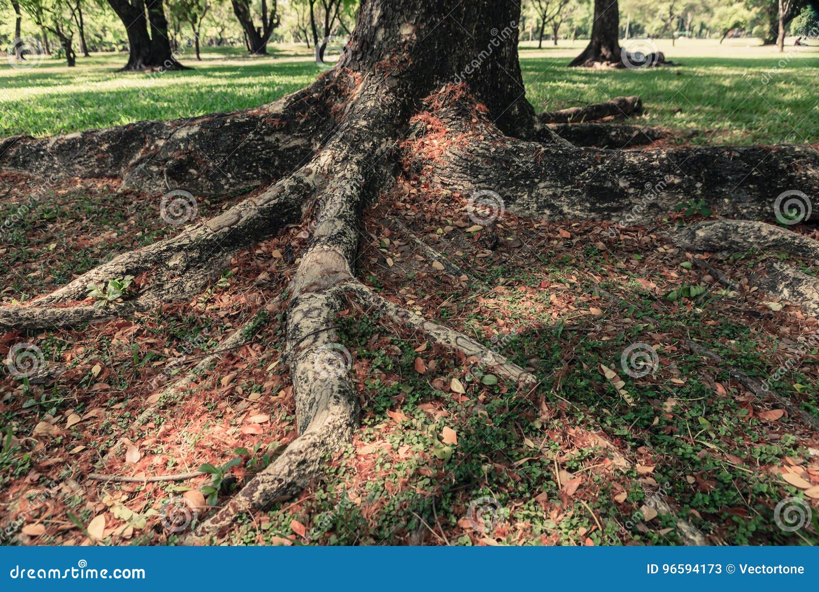 Roots of Big Tree in the Garden Surrounded with Dry Leaves. Stock Image ...