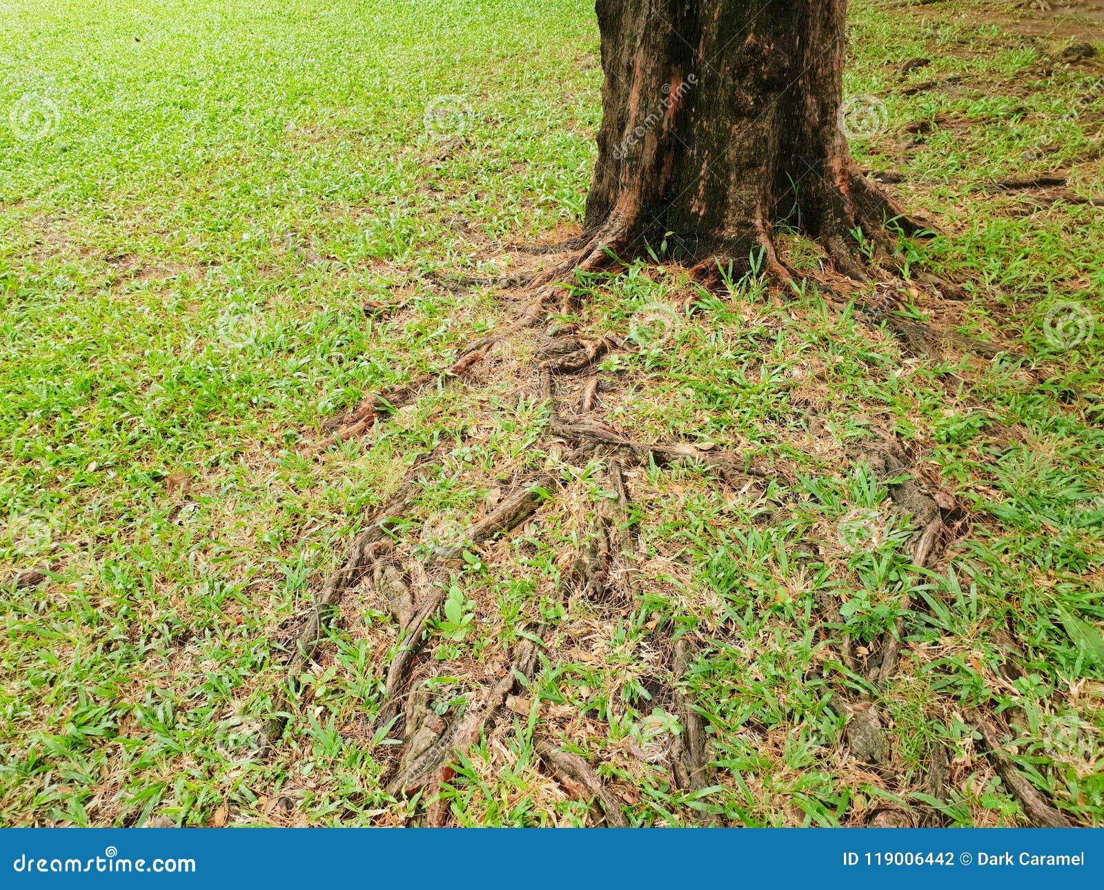 Roots of Big Tree with Green Grass on the Ground in the Forest at ...