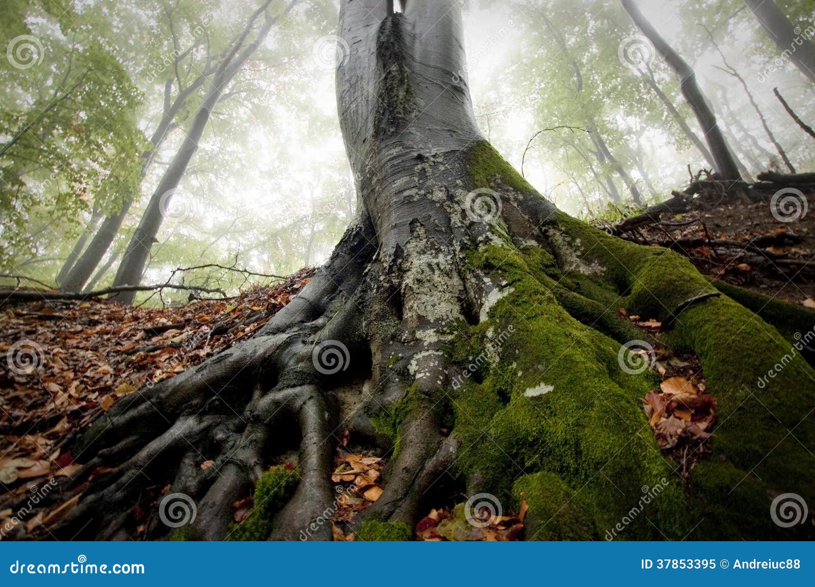 Roots of Big Tree with Green Moss in a Forest with Fog Stock Image ...