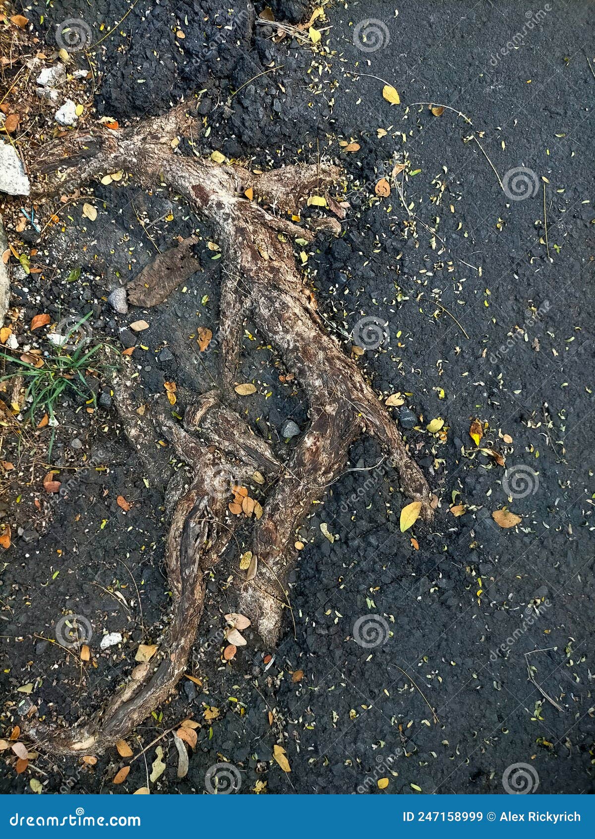 Roots of Big Tree in the Side of Street Stock Image - Image of street ...