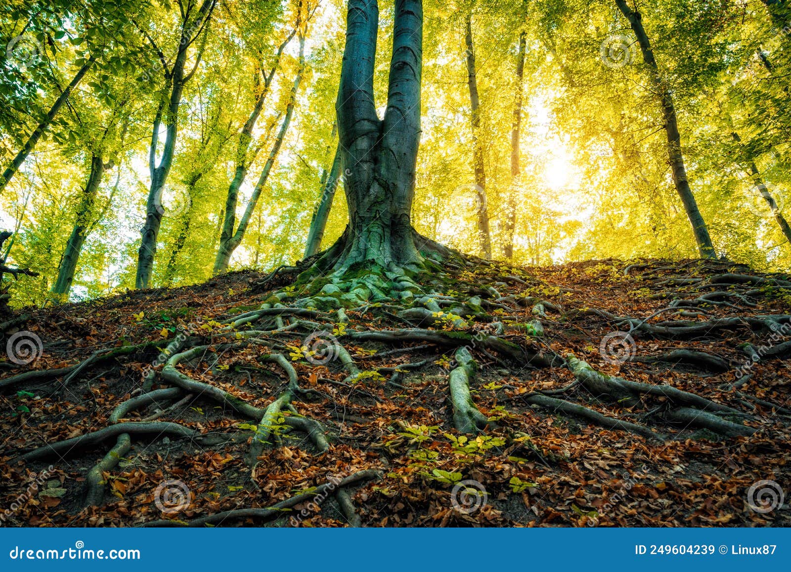 Roots of big tree stock image. Image of ethereal, plant - 249604239