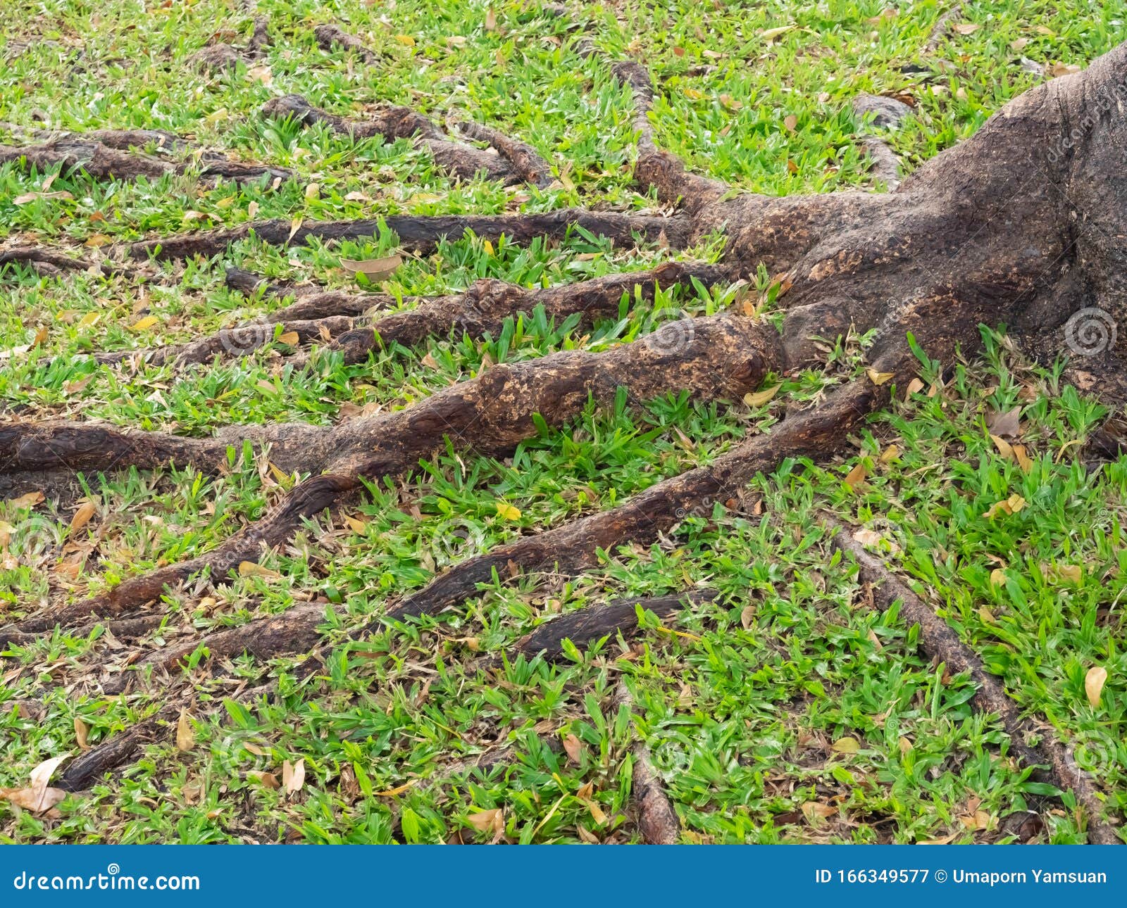 The Roots of Big Trees on Green Lawn in the Public Park, Chatuchak Park ...
