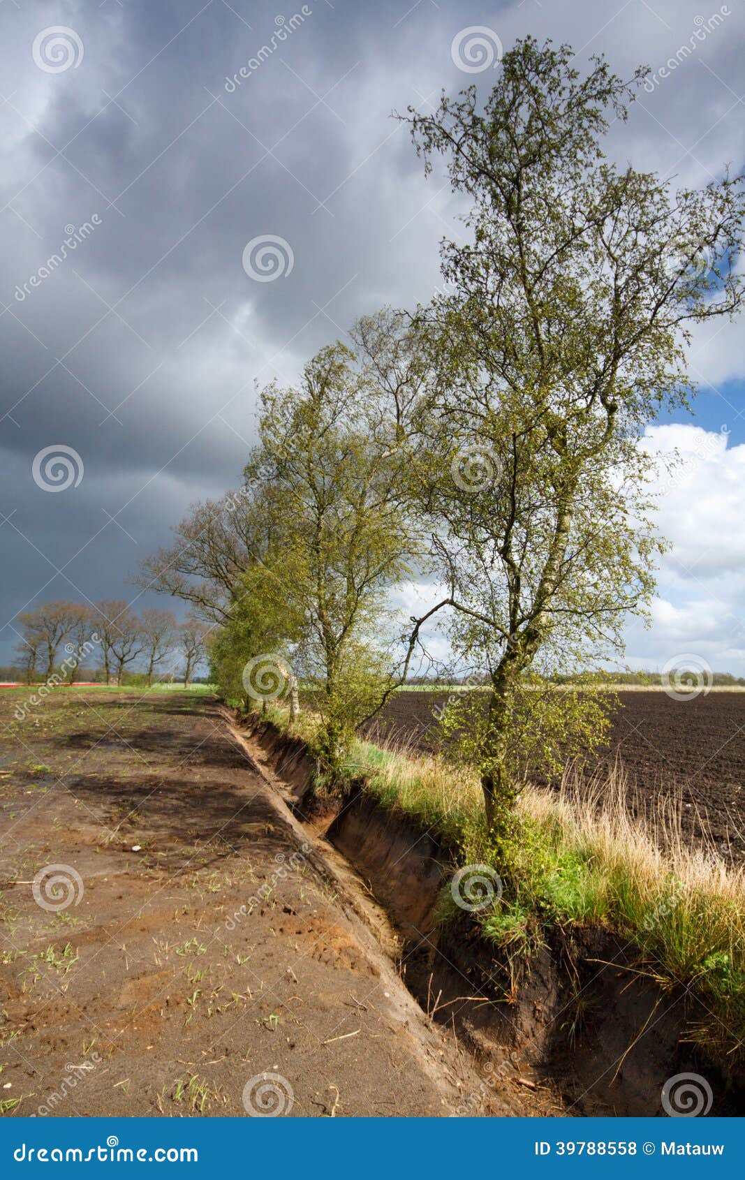 Roots of Birches Damaged by Ditch Stock Photo - Image of tree ...