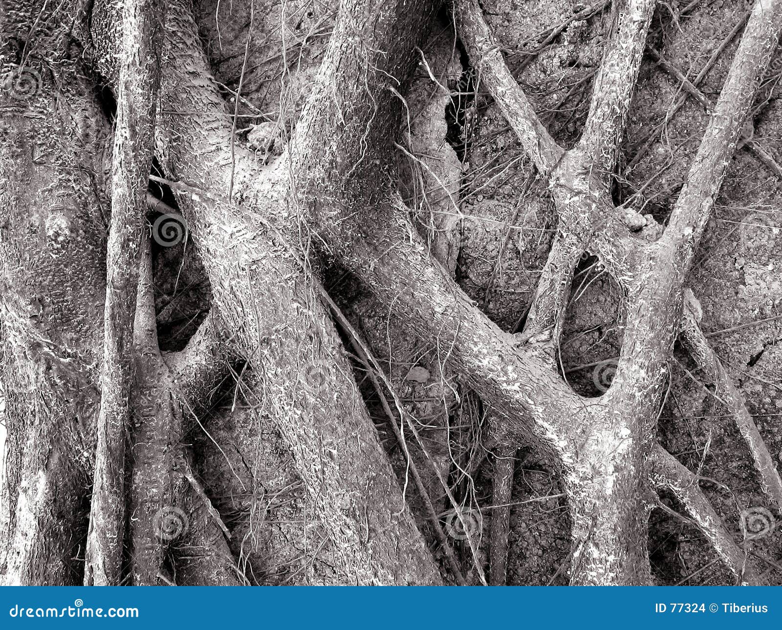 Roots Black and White stock photo. Image of base, root, durable - 77324