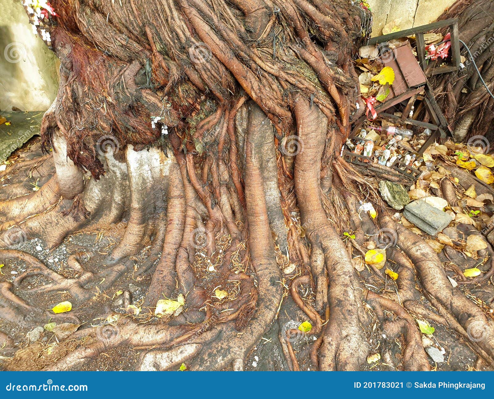 The Roots of the Bodhi Tree Stock Image - Image of large, ficus: 201783021