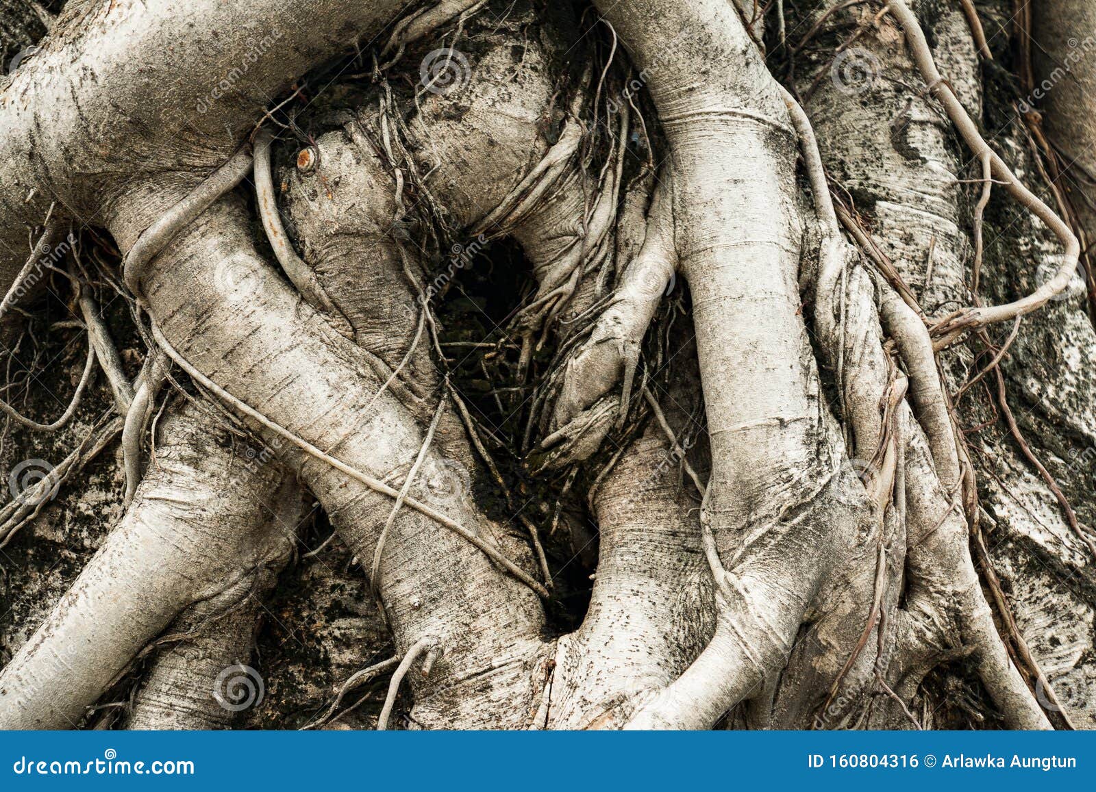Bodhi Tree Root stock photo. Image of nature, green - 160804316