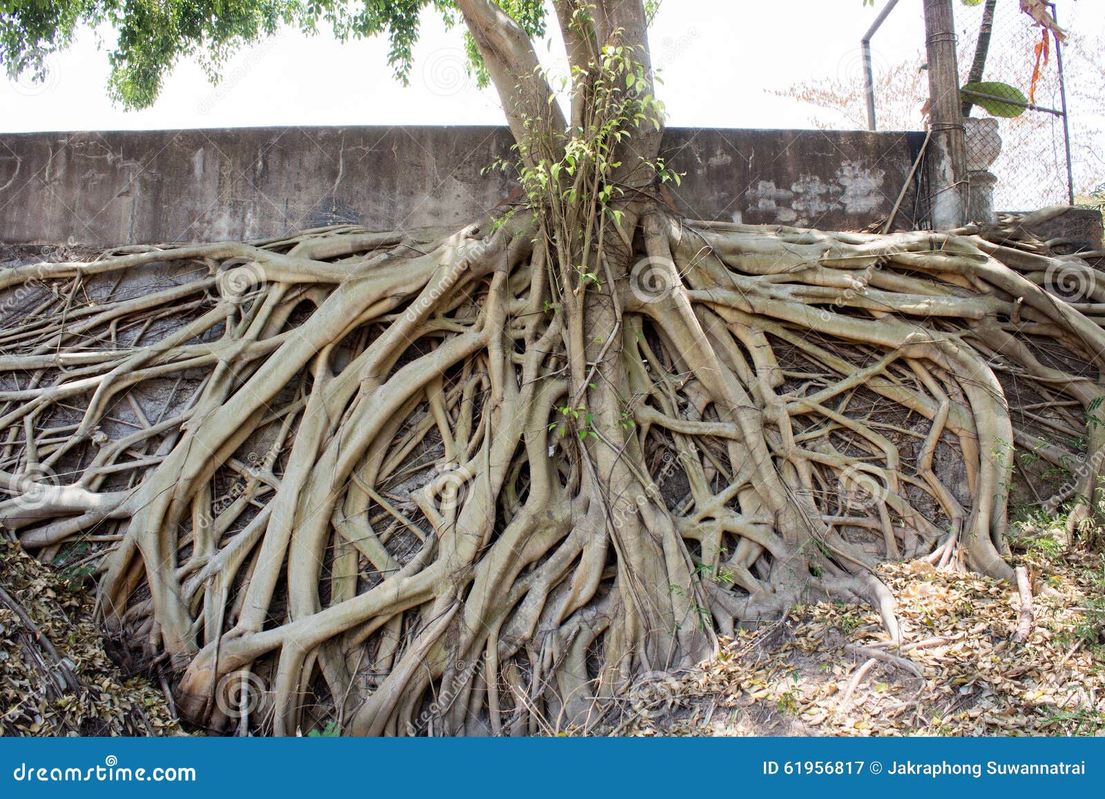 Roots of Bodhi Tree stock image. Image of tree, system - 61956817