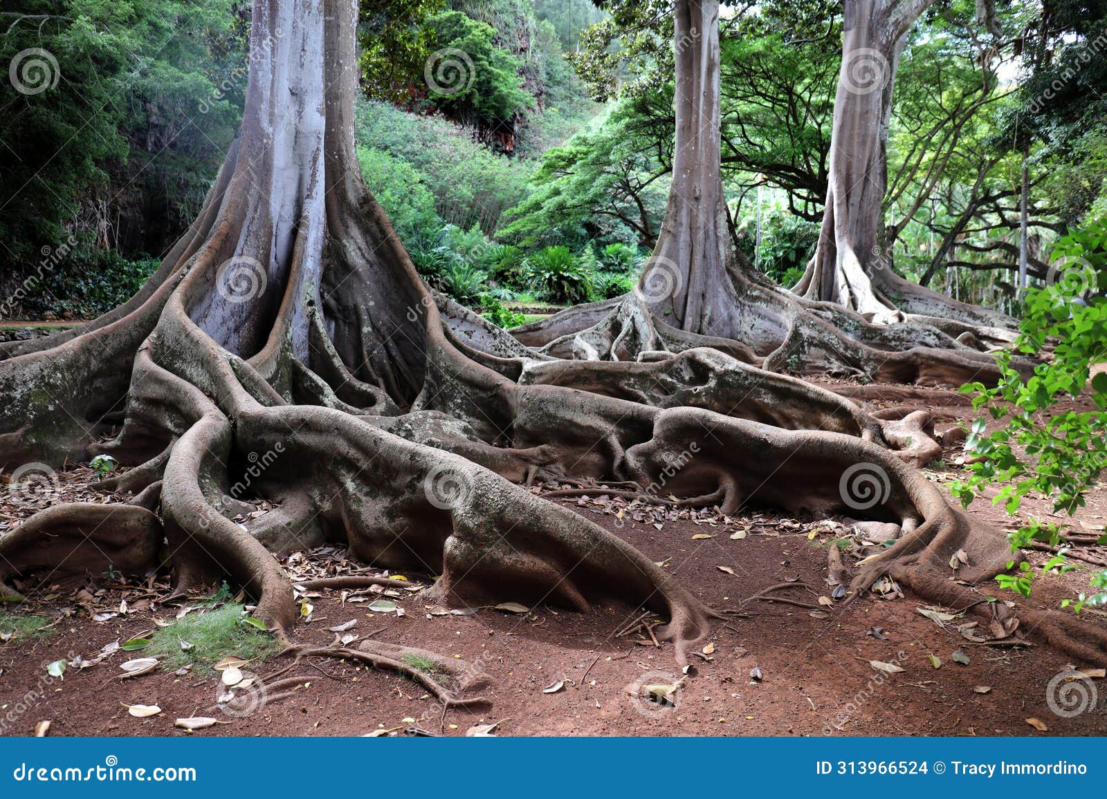 The Roots and Bottom of the Tree Trunk of Three Large Sprawling Moreton ...