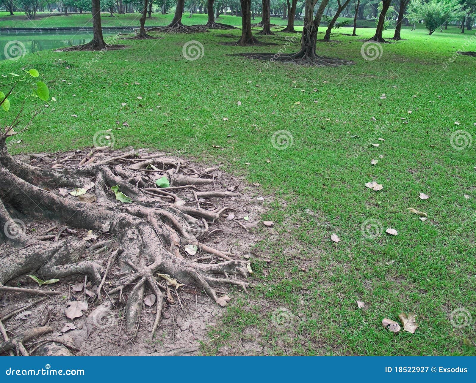 Roots branch stock image. Image of green, grassland, tree - 18522927