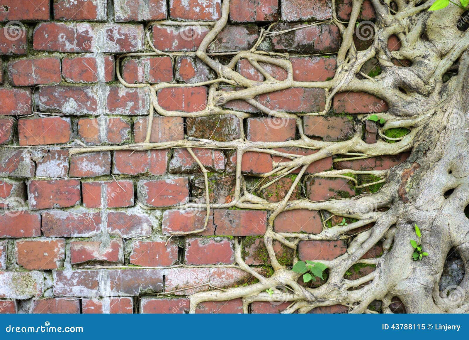 Roots on brick wall stock image. Image of background - 43788115