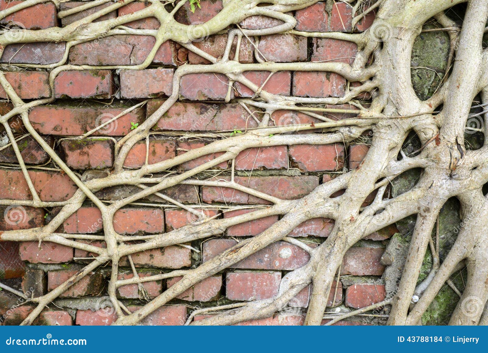 Roots on brick wall stock photo. Image of strong, surface - 43788184