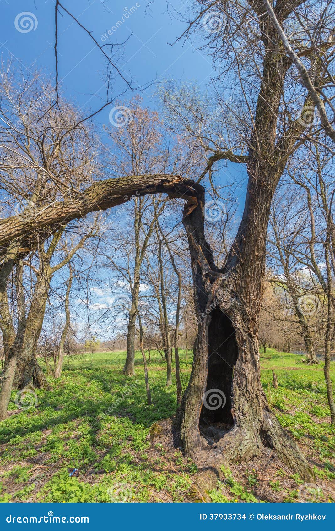 Roots of the broken tree. stock photo. Image of reflections - 37903734