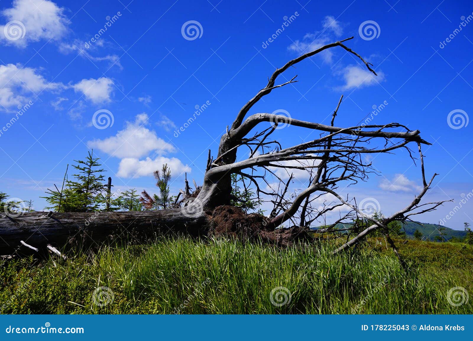 Roots and broken tree stock image. Image of plant, flora - 178225043