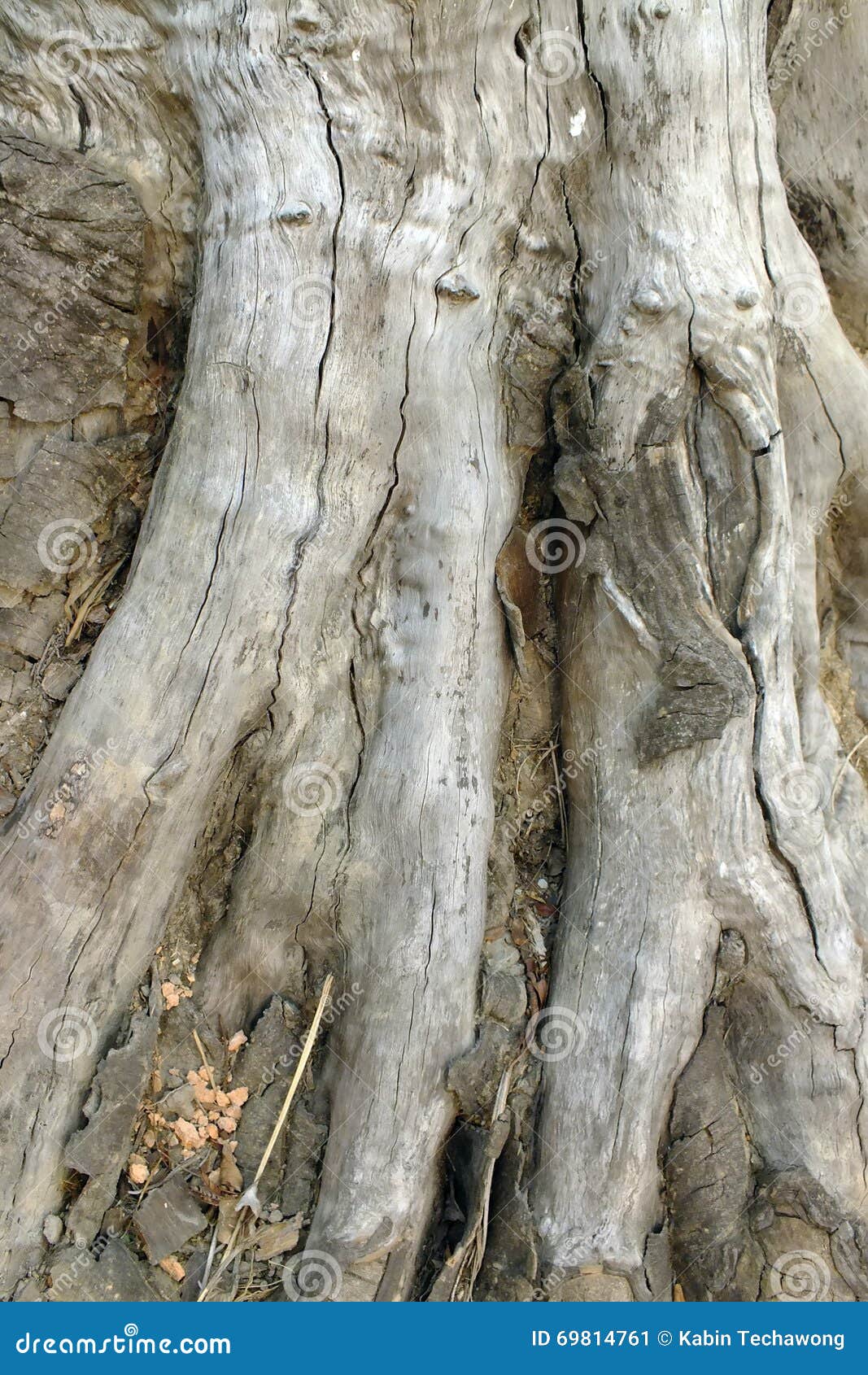 Roots brown stock image. Image of beautiful, stairs, roots - 69814761