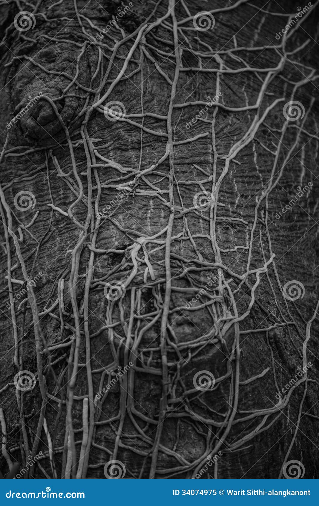 Pic Roots Stock Photos - Free & Royalty-Free Stock Photos from Dreamstime