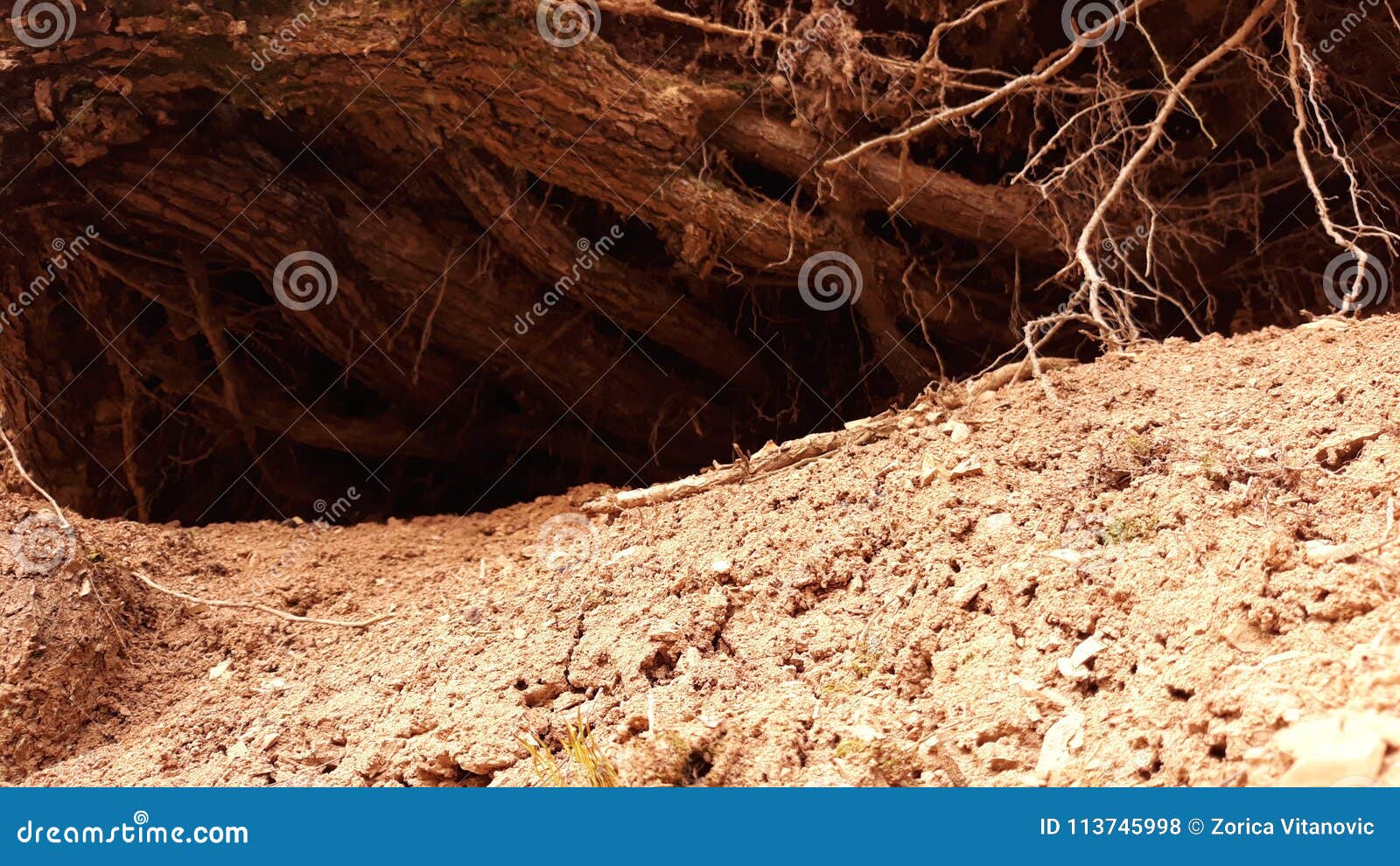 Roots Cave in Nature Dry Soil Stock Photo - Image of roots, nature ...
