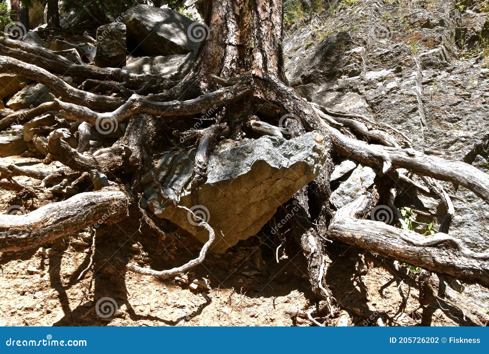 Cedar Tree Roots Wrapped Around a Rock Stock Photo - Image of science ...
