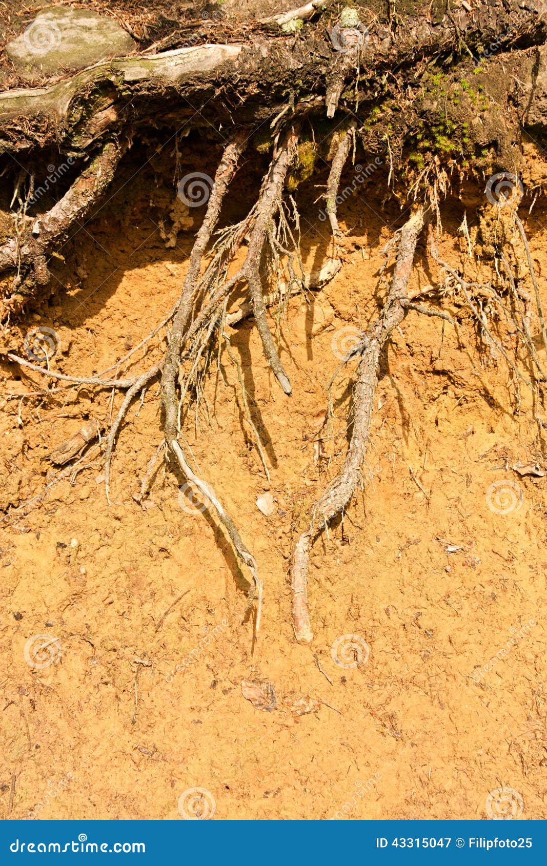 Roots in clay stock image. Image of slimy, loam, mineral - 43315047