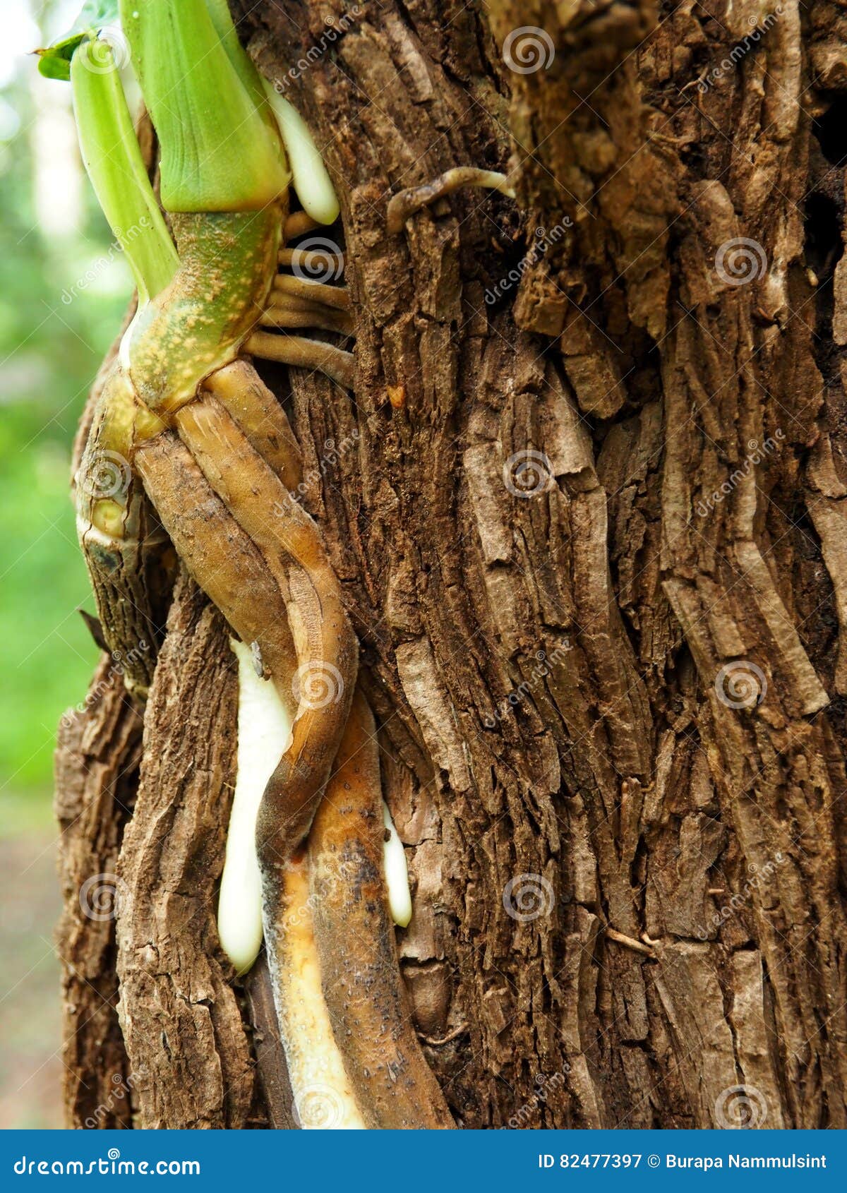 Roots climb on tree. stock image. Image of climb, nature - 82477397