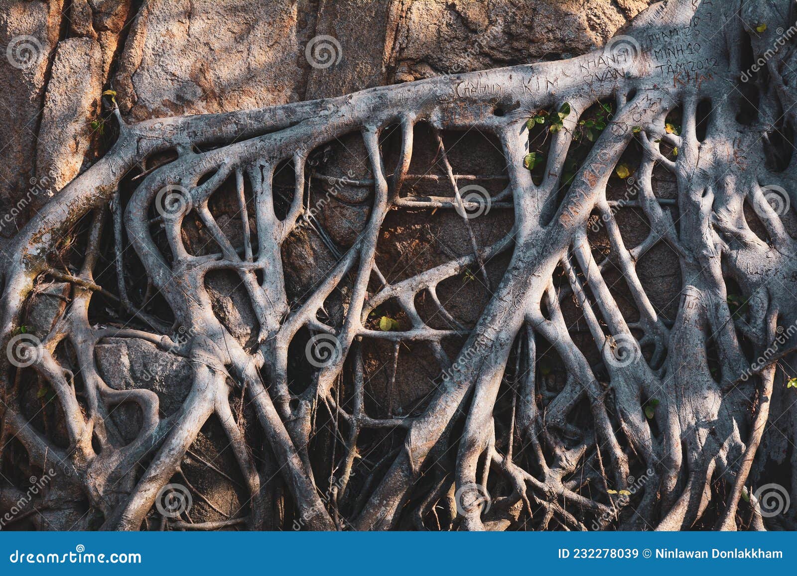 Roots clinging to the rock stock image. Image of landscape - 232278039
