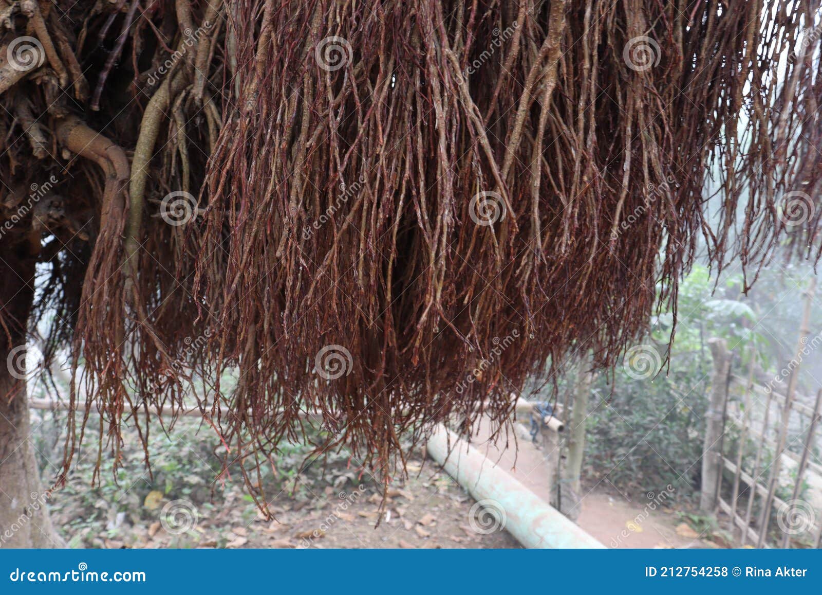 Roots Closeup on Ficus Tree Stock Photo - Image of natural, healthy ...