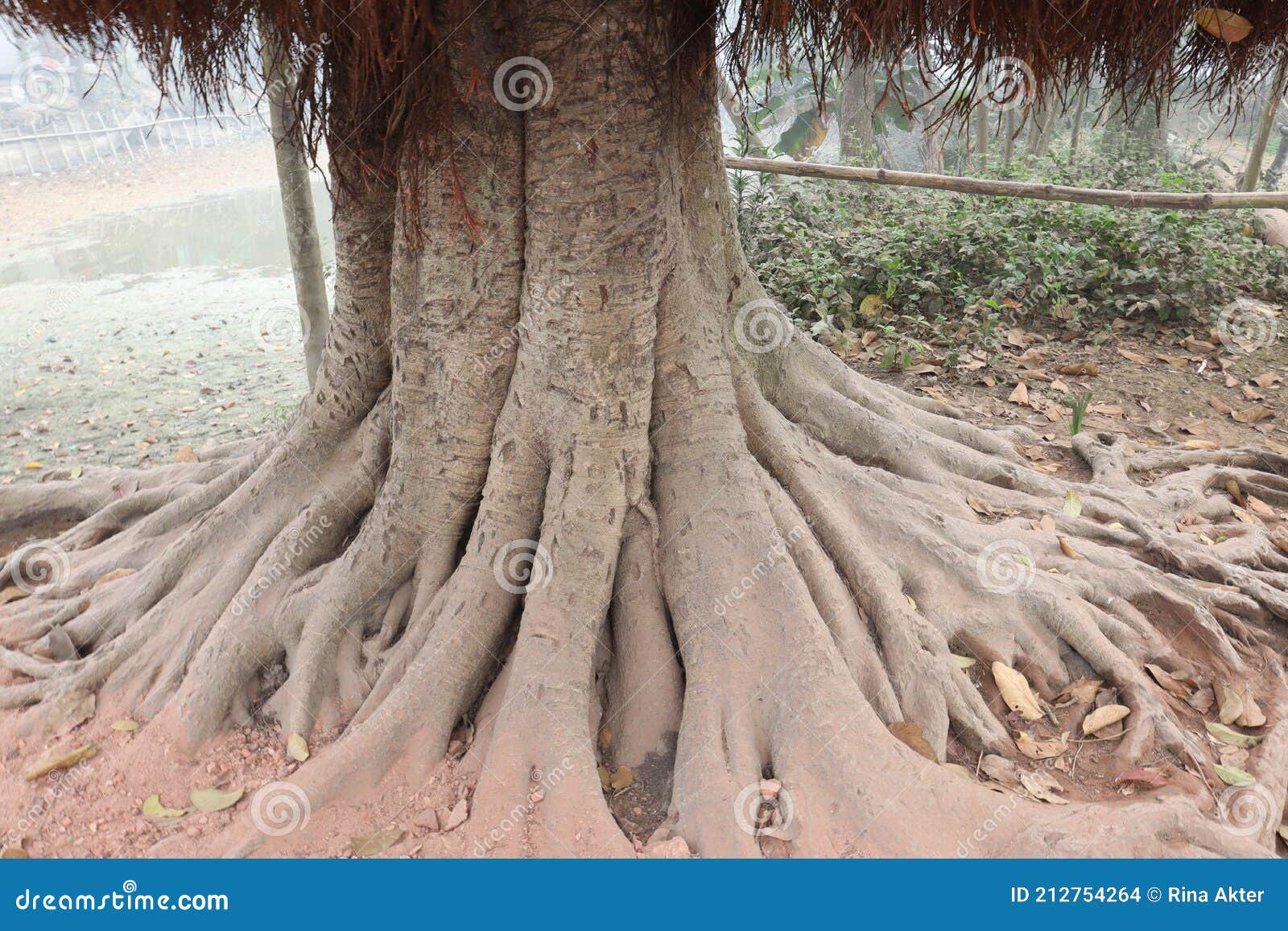 Roots Closeup on Ficus Tree Stock Photo - Image of jungle, beauty ...