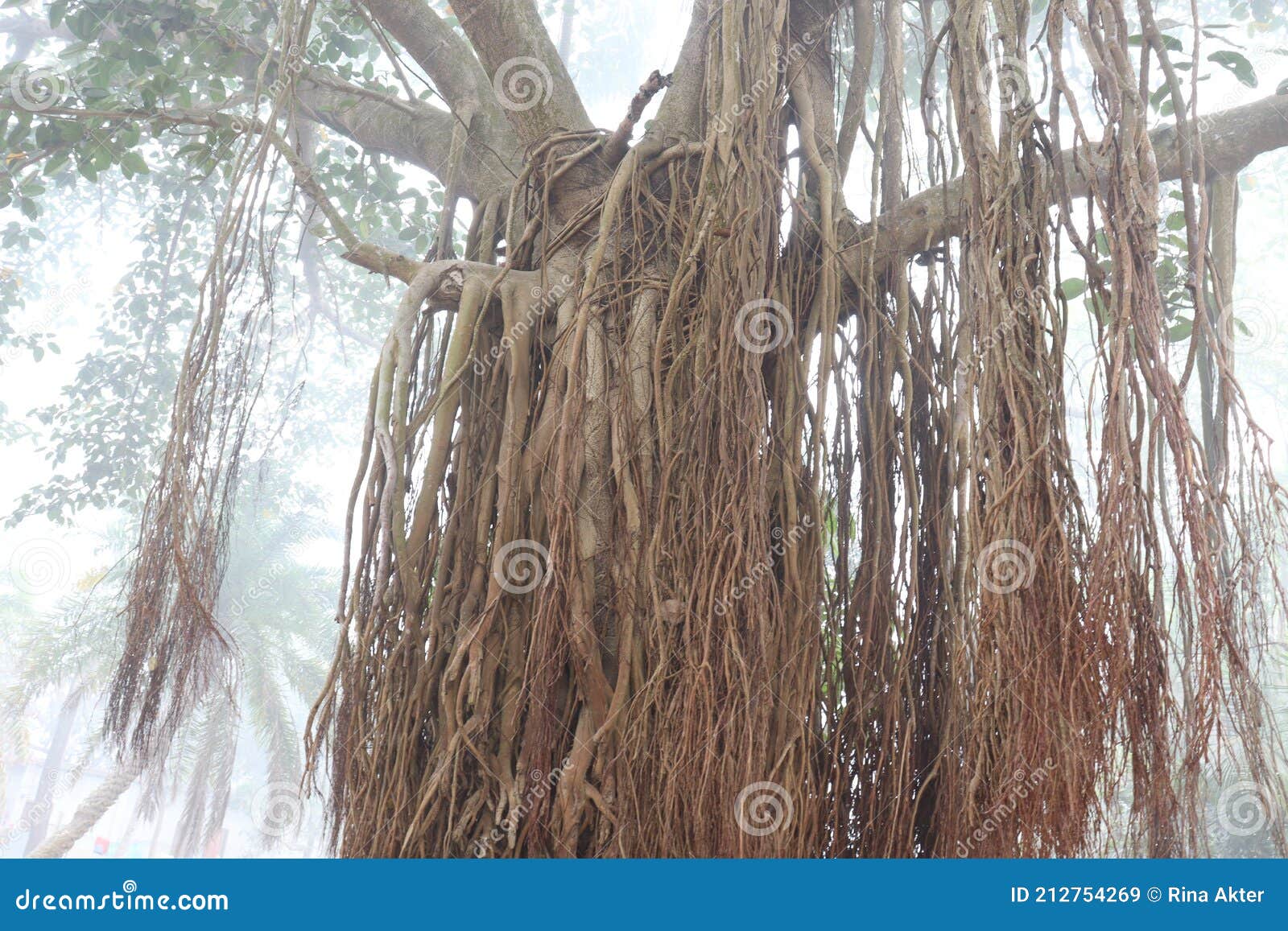Roots Closeup on Ficus Tree Stock Image - Image of botanical, beautiful ...