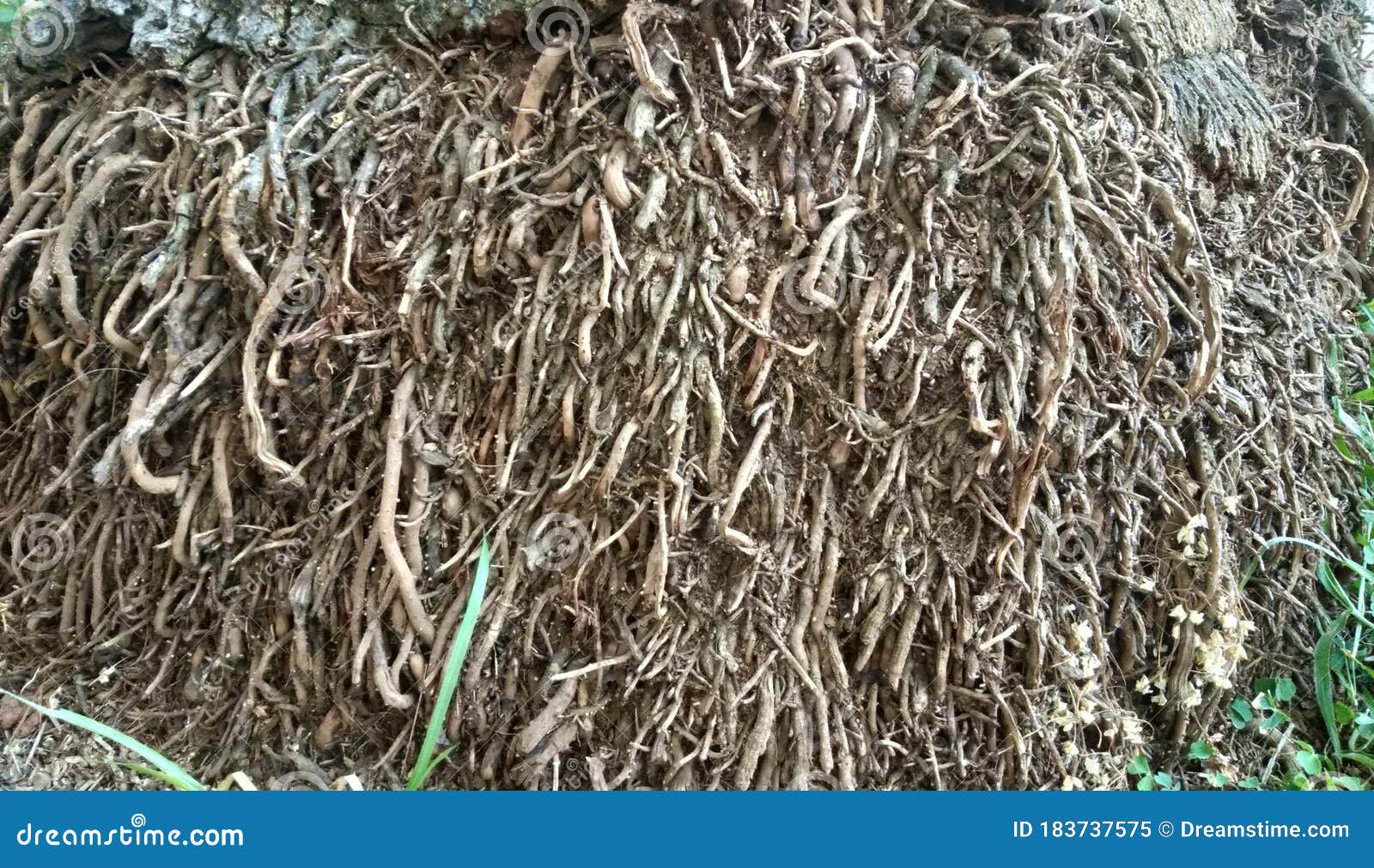 Roots of a coconut tree. stock image. Image of tree - 183737575