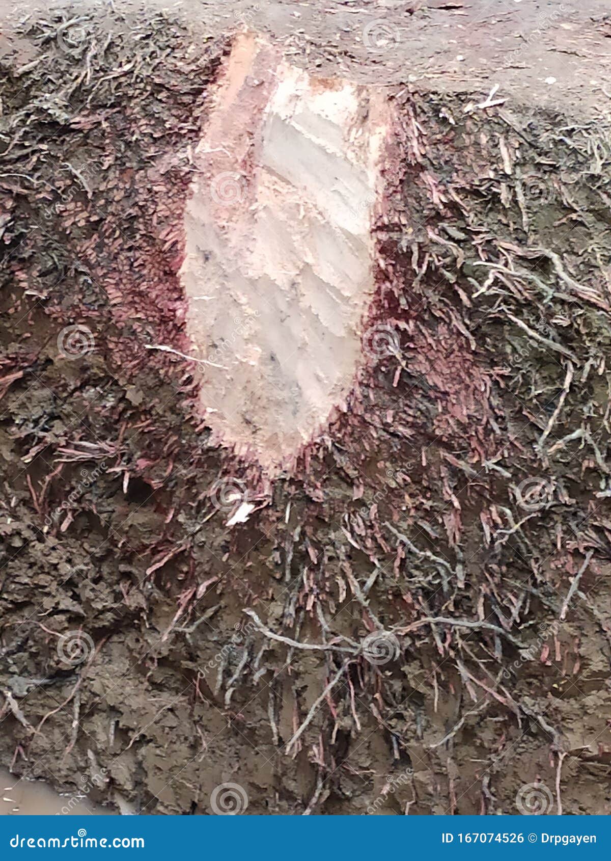 Roots of Coconut Tree Cut Halfway . Stock Photo - Image of tree ...