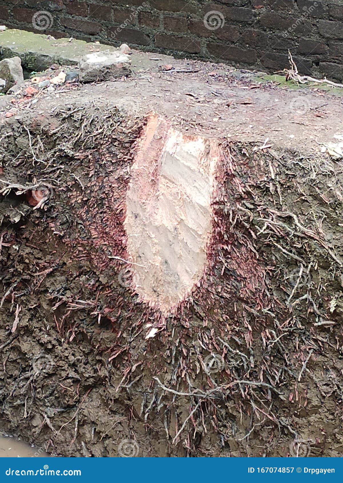 Roots of Coconut Tree Cut Halfway . Stock Image - Image of tree, roots ...