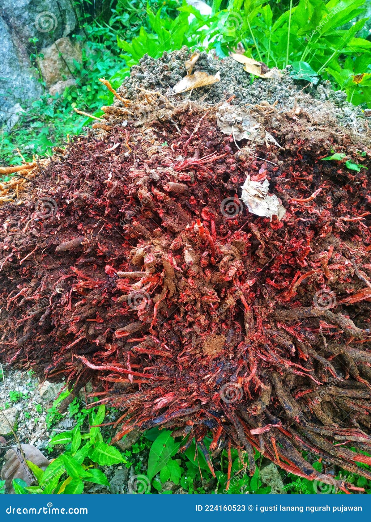 The Roots Of The Wind-blown Tree Stock Image | CartoonDealer.com #198356407