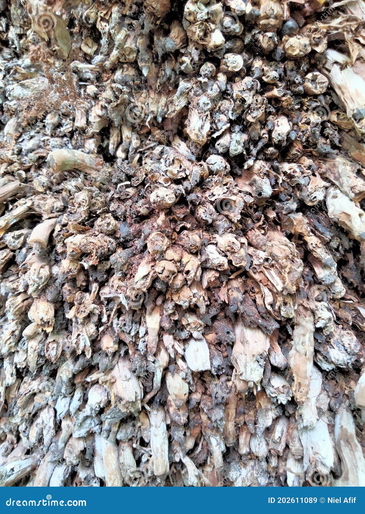 The Roots of the Coconut Tree are Intertwined with Each Other Stock ...